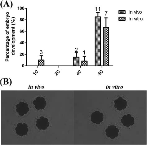 In Vitro Development Of In Vivo And In Vitro Matured Oocytes In