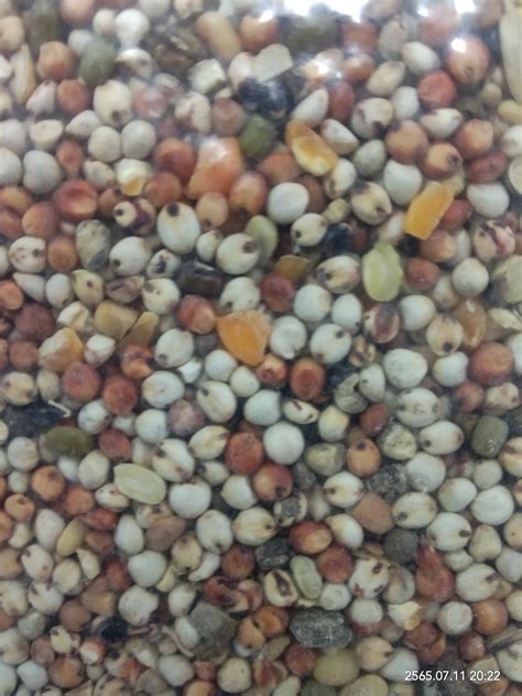 1kg อาหารนก อาหารนกเขาใหญ่ ขนมนก ข้าวนก อาหารนกพิราบ อาหารนกเขา อาหารนกเขาใหญ่ อาหารนก ธัญพืช