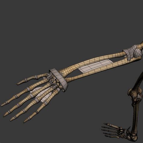 골격 및 결합 조직 3d 모델 39 Max Obj Dxf Blend Dae Fbx Lwo Xsi Lxo 3ds C4d Ma Free3d