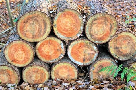 Premium Photo Stack Of Logs In Tree