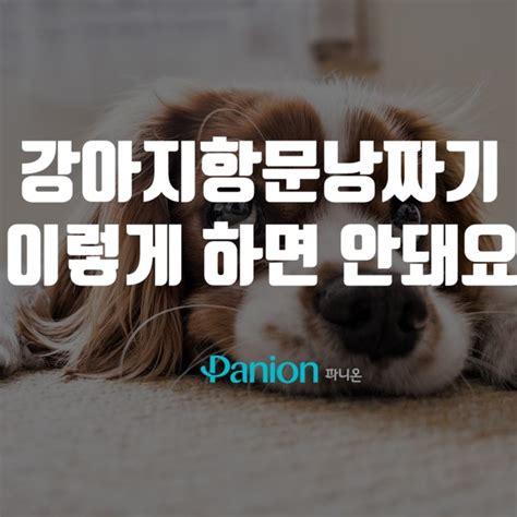 ﻿강아지항문낭짜기 절대 이렇게 해서는 안 돼요 Panion Magazine