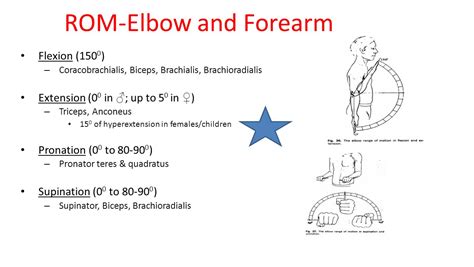 Upper Extremity Review Ppt Download