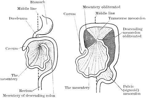 Development Of The Mesenteries Clipart Etc