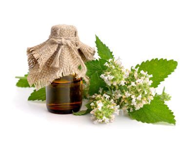 Catnip Herbal Uses What To Do With Catnip In The Garden