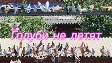 Ну не летят голуби - YouTube