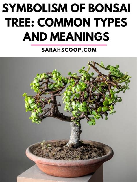 Symbolism Of Bonsai Tree Common Types And Meanings Sarah Scoop