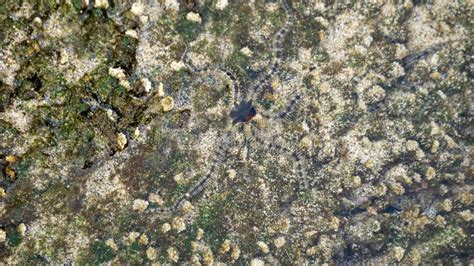 Ophiothrix Fragilis Common Brittle Star Hairy Brittle Star Asteria Cuvieri Ophiocoma Minuta