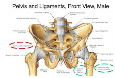 The Pelvis Anatomical Ring Structure Flashcards Quizlet