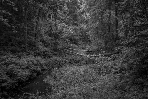 Messy Forest On Behance