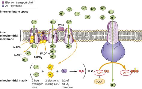 the pentose phosphate pathway by openstax jobilize