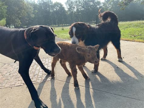 Mini Moo 12m Gleann Brook Acres Scottish Highland Cattle