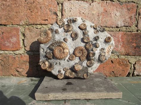 Dorset Ammonite Block Fossil Preparation The Fossil Forum