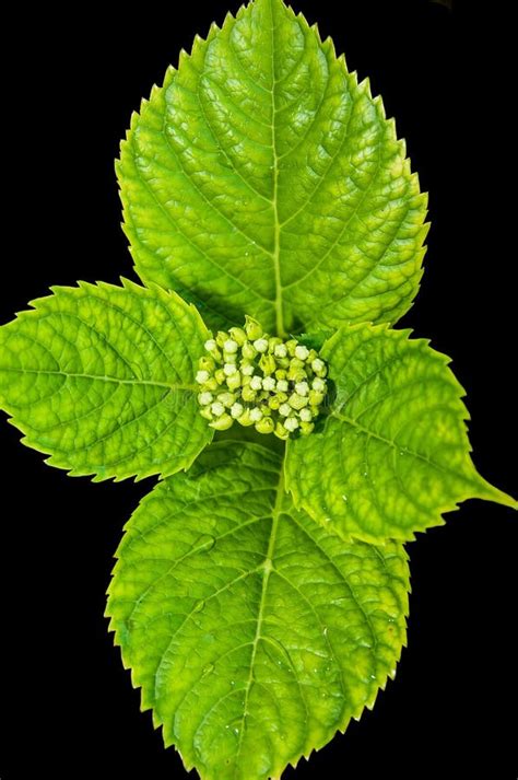 Hydrangea Detail Isolated Stock Image Image Of Foliage White