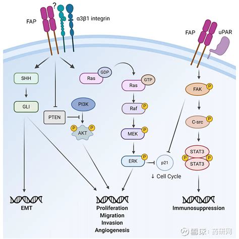 Fap Fap Fapfibroblast Activation Protein