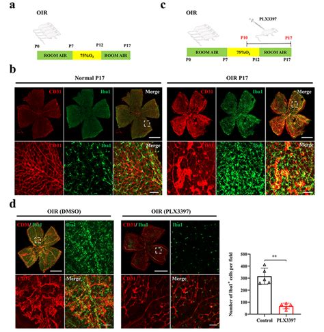 Genome Biology重磅！乳酸化修饰组学揭示视网膜血管生成新机制 知乎