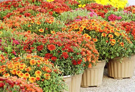 How To Grow And Care For Garden Chrysanthemums Mums