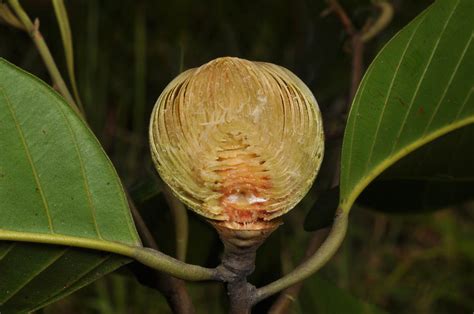 Shorea Polysperma Dipterocarpaceae