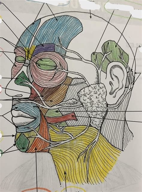 Muscles Of Facial Expression Diagram Quizlet