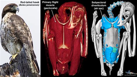 Bird Muscles For Flight
