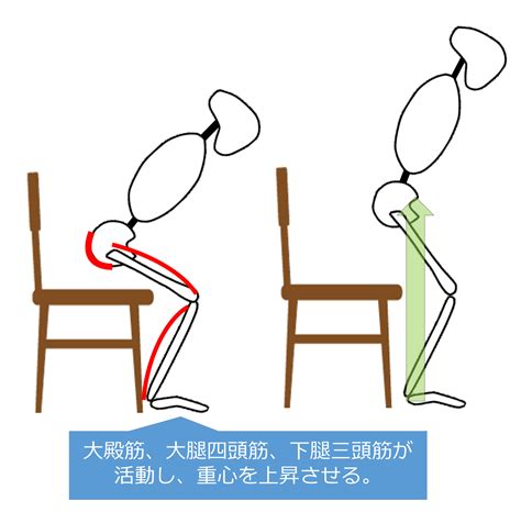 立ち上がりの動作分析～相分けから関節角度、筋活動も含めて解説～ 白衣のドカタ 分析 タイマッサージ 白衣