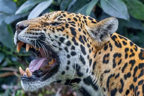 Wild Cats Exotic Cats Cat Species Jaguar Leopard Servals Tigers Lions