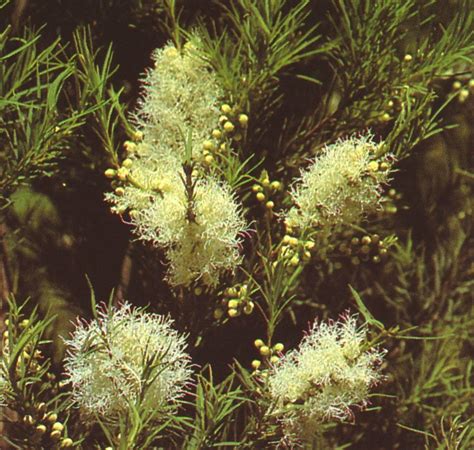 Beneficios Del Aceite Esencial Del árbol De Té Para El Cabello