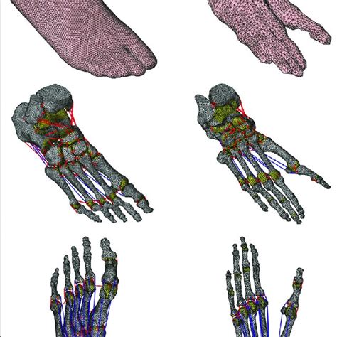 Finite Element Models Of Human A And Chimpanzee Foot B With And