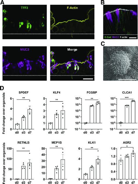 Differentiation Of Mature Goblet Cells In The Colon Chip A