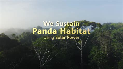 Su Yi Tan On Linkedin Protecting The Giant Pandas While Maintaining