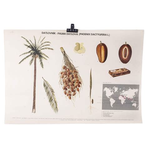1950s Oak Tree Educational Poster For Sale At 1stdibs
