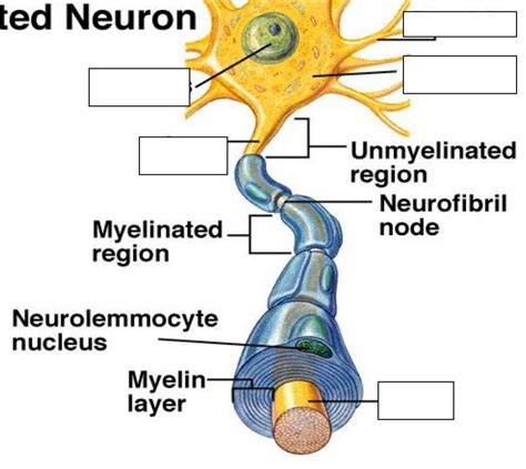 Myelinated Neuron Diagram Quizlet