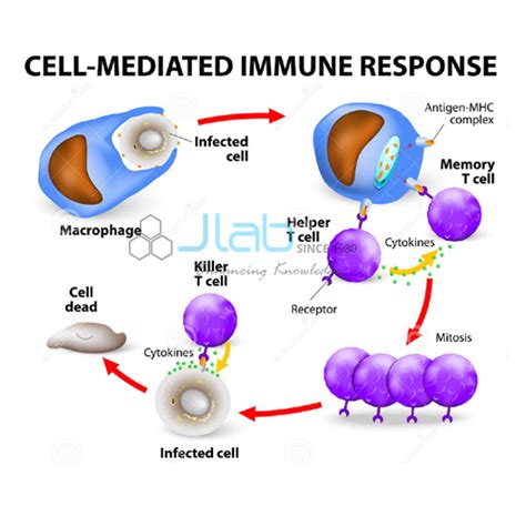 Cell Mediated Immune Response Model India Manufacturers Suppliers