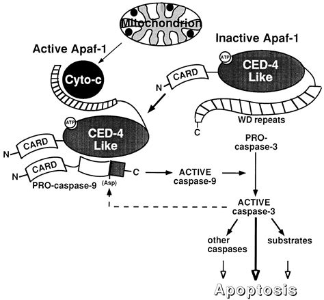 Cytochrome C Cant Live With It—cant Live Without It Cell