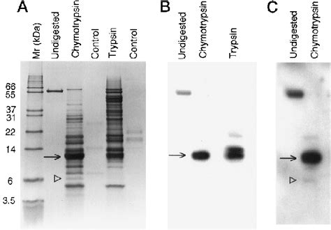 Crp Binding Peptides Produced By Proteolytic Digestions Of Gp60a Two