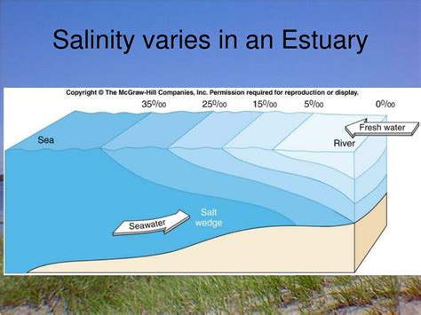 Ppt Estuaries And Intertidal Communities Powerpoint Presentation Free Download Id6194094