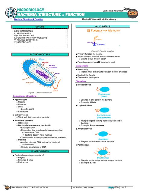 429 Microbiology Bacteria Structure And Function Pdf Bacteria