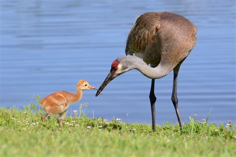 Bird Classification And Evolution The Canadian Encyclopedia