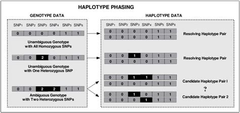 1 Haplotype Phasing And Ambiguous Genotypes Download Scientific Diagram