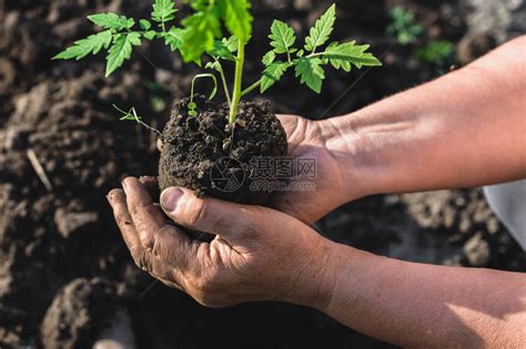 园丁手与幼苗在花园植树高清图片下载 正版图片505420695 摄图网
