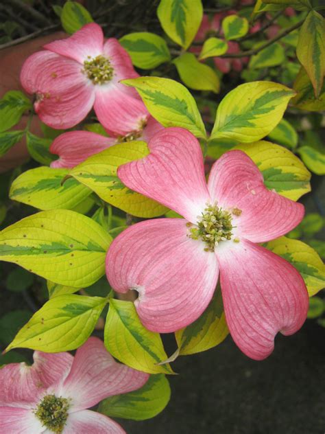 Cornus Florida Cherokee Sunset Gorini Piante