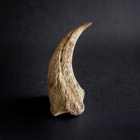 Fossils For Sale World Class Specimens Fossil Realm