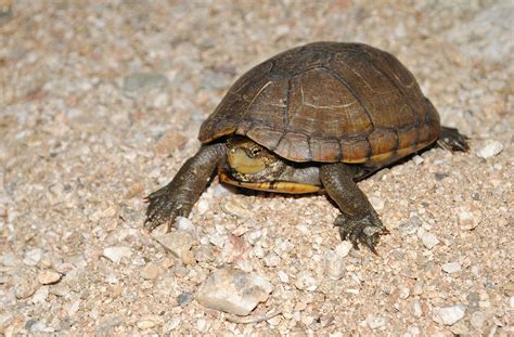 Sonoran Mud Turtle Reptile Redirect