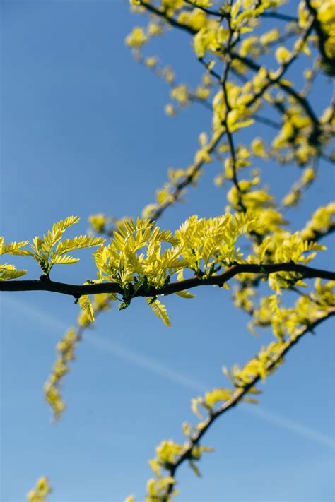 무료 이미지 노랑 분기 나무 꽃 무늬의 자연 봄 여름 배경 시즌 녹색 신선한 환경 한 지방 화려한 플로라 식물학 풍경화 그림 물감 플로