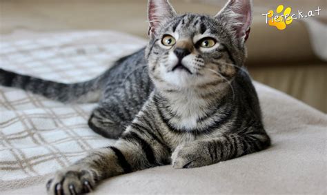 Sassy - sucht ein Zuhause