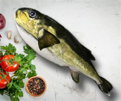 복어 종류 은복 밀복 까치복 참복 알아볼께요 네이버 블로그