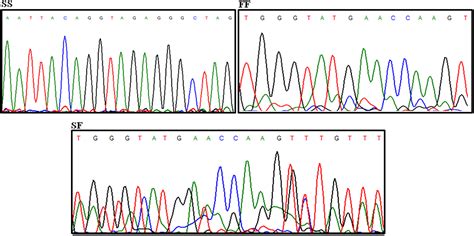 Identification Of Novel Polymorphisms And Rs In