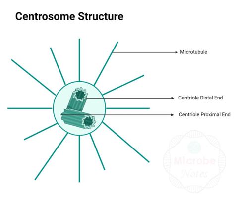Centrosome Definition Structure Functions Diagram