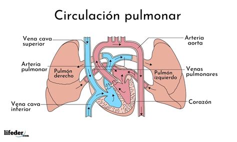 Etapas Da Circulacao Pulmonar Circulación Pulmonar Y Circulación