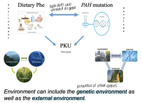 genetics lecture 3 4 autosomal inheritance and factors that disturb