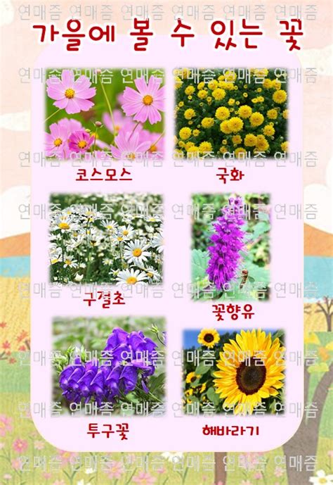 어린이집 놀이자료♥ 가을에 피는 꽃 가을에 볼 수 있는 곤충 포스터 무료나눔 무료공유기간있음 보육교사 영유아놀이자료 다운로드 네이버 블로그